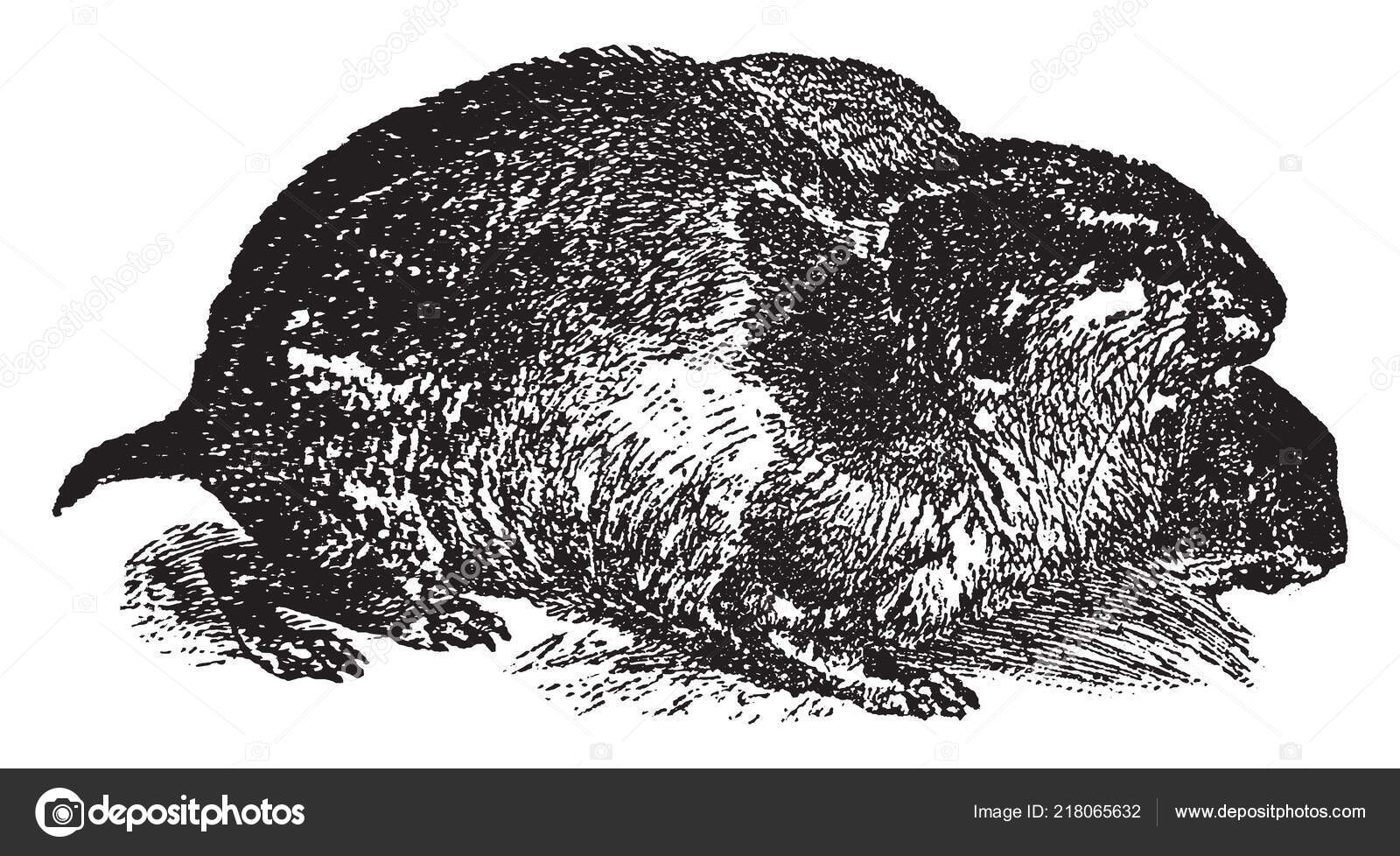 Lemming Found Northern Parts America Eurasia Vintage Line Drawing ...