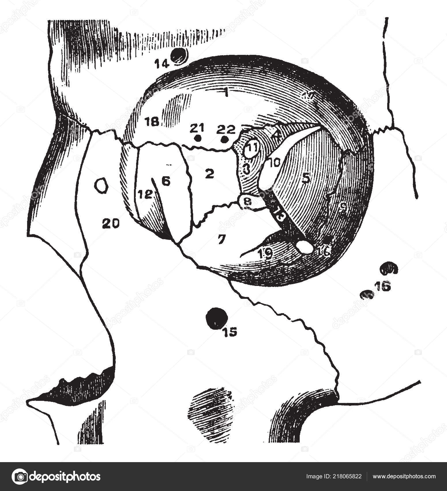 Illustration Represents Orbit Eye Vintage Line Drawing Engraving ...