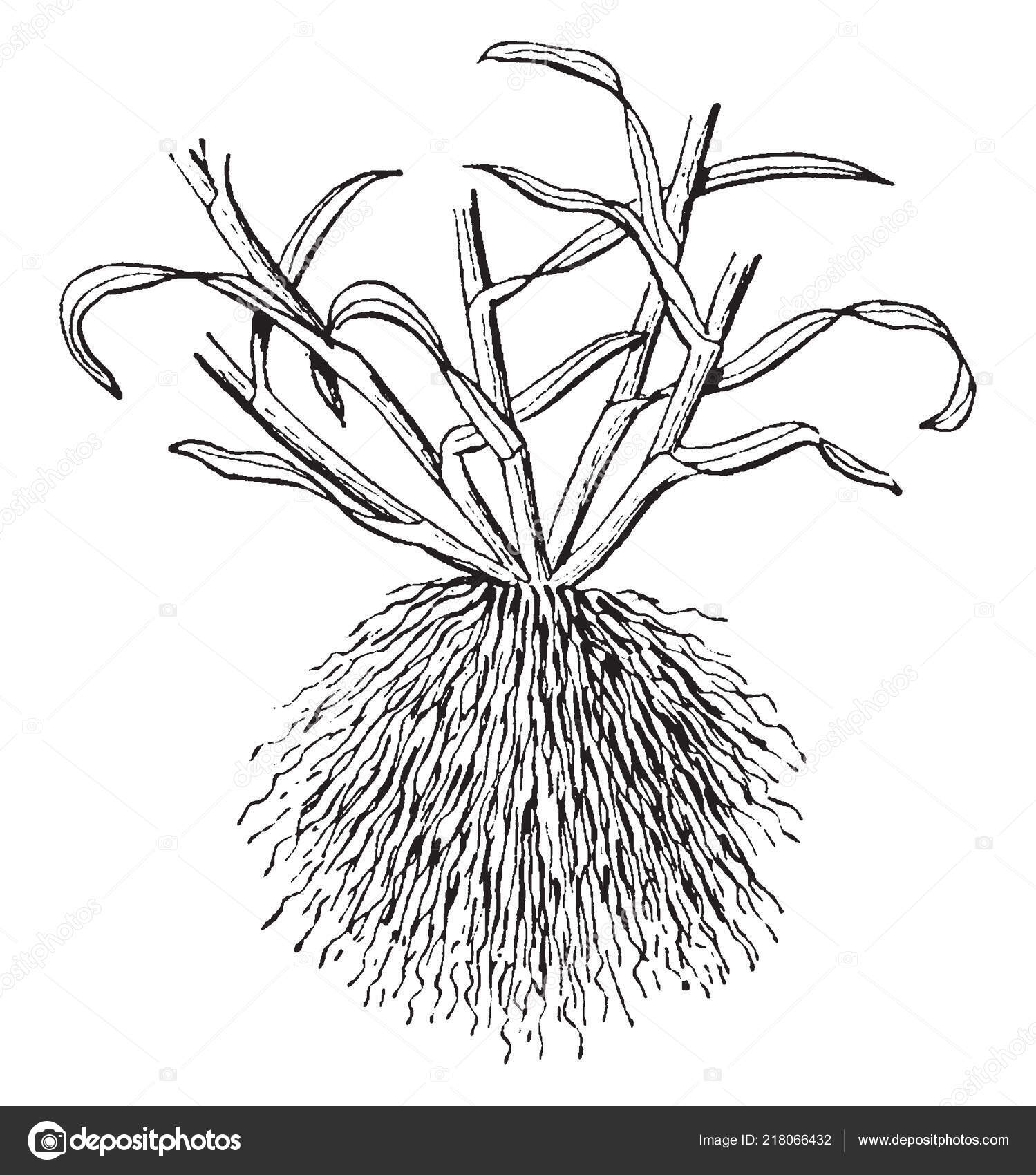 Plant With Roots Drawing