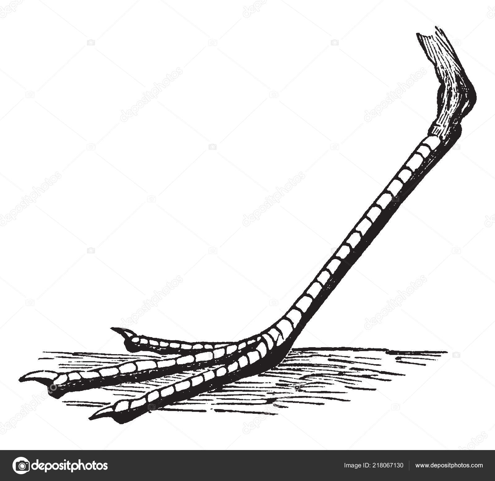 Image Represents Tridactyle Foot Sanderling Vintage Line Drawing ...