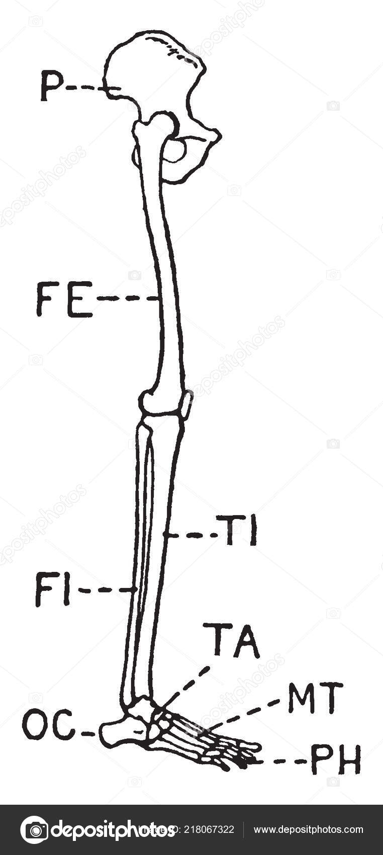 Illustration Shows Side View Human Leg Vintage Line Drawing Engraving ...