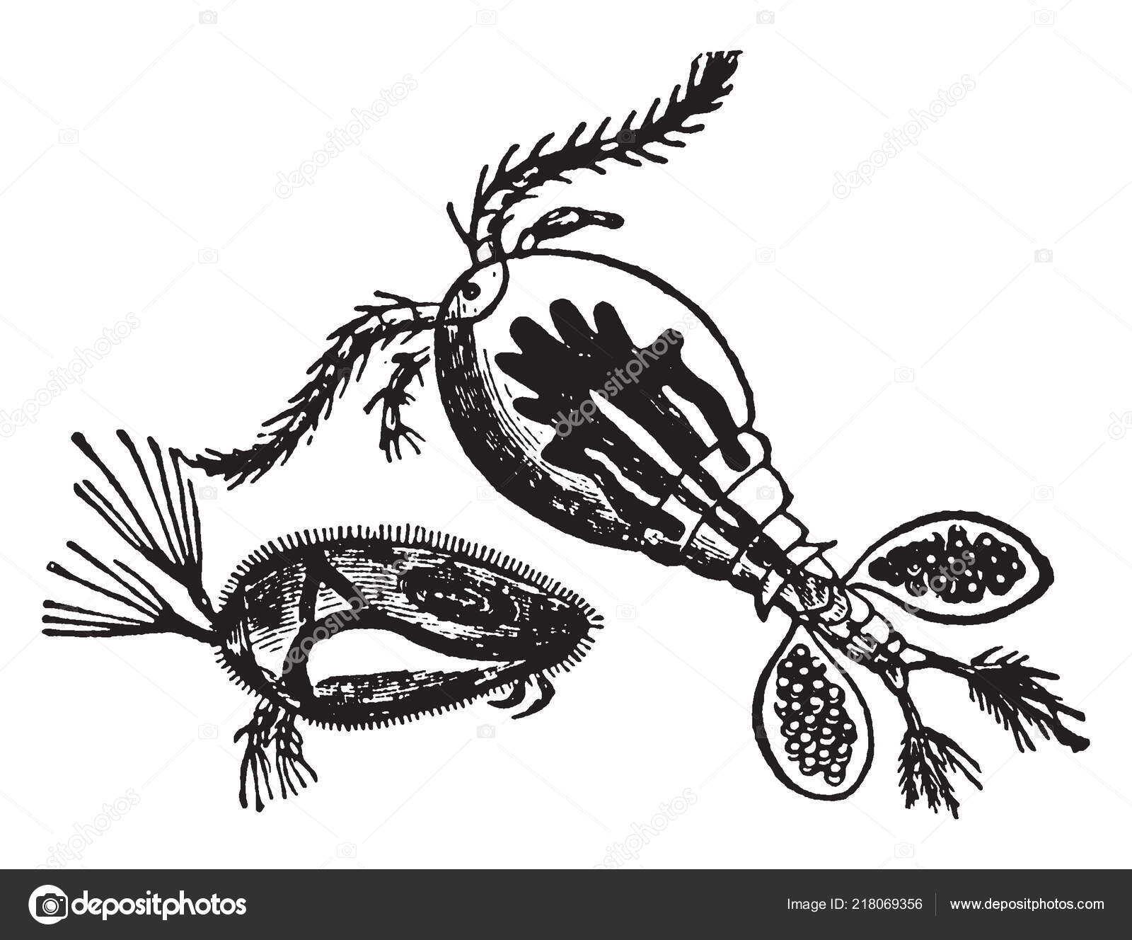 Water Flea Microscopic Crustaceans Vintage Line Drawing Engraving ...