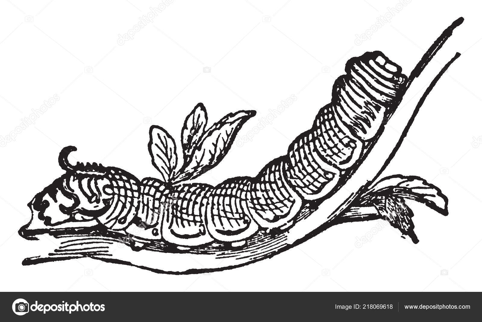 Death Head Moth Caterpillar European Acherontia Atropos Vintage Line ...