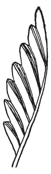 Plicate Stock Vectors, Royalty Free Plicate Illustrations | Depositphotos®