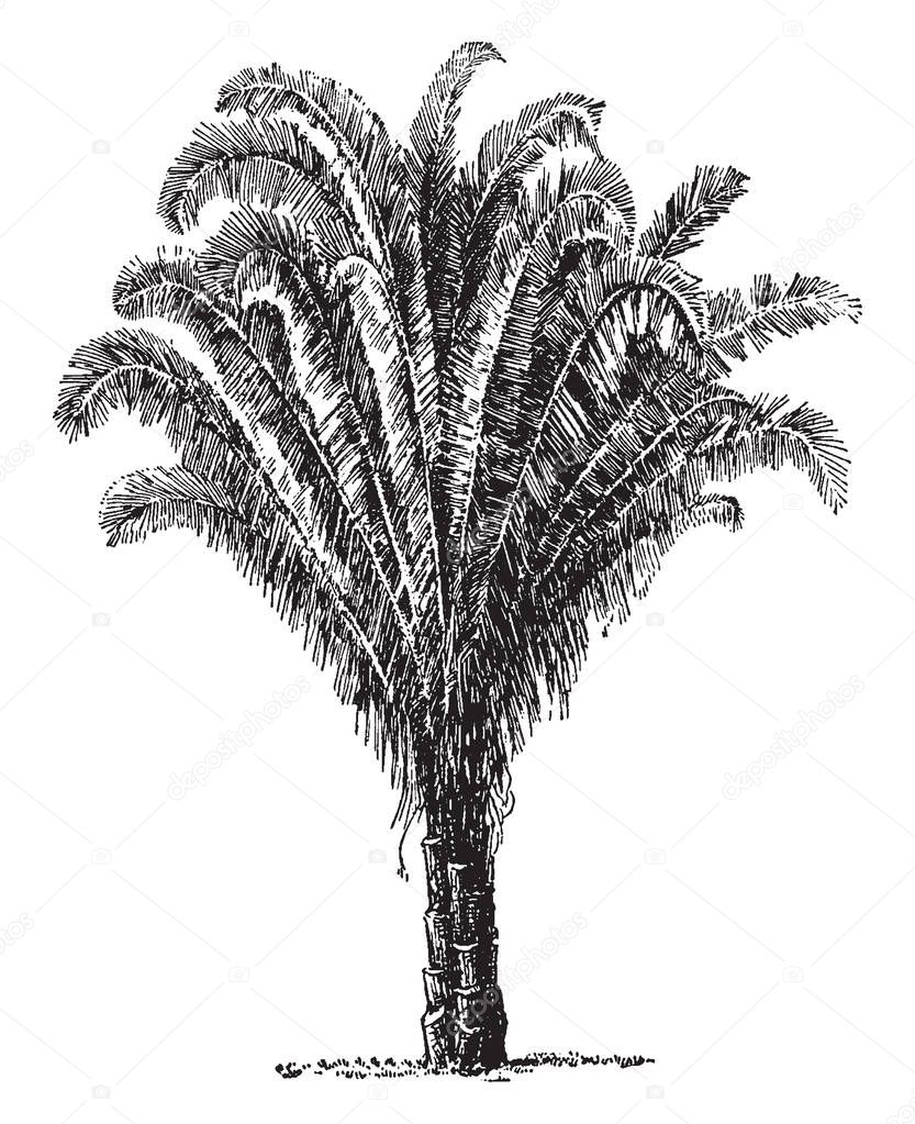 Esta es la foto de la palmera Cohune. Es científicamente conocido como ...