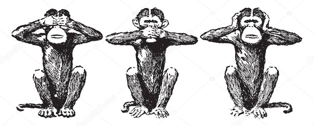 Esta ilustración representa Tres monos sabios, dibujo de línea vintage o ilustración de grabado ...