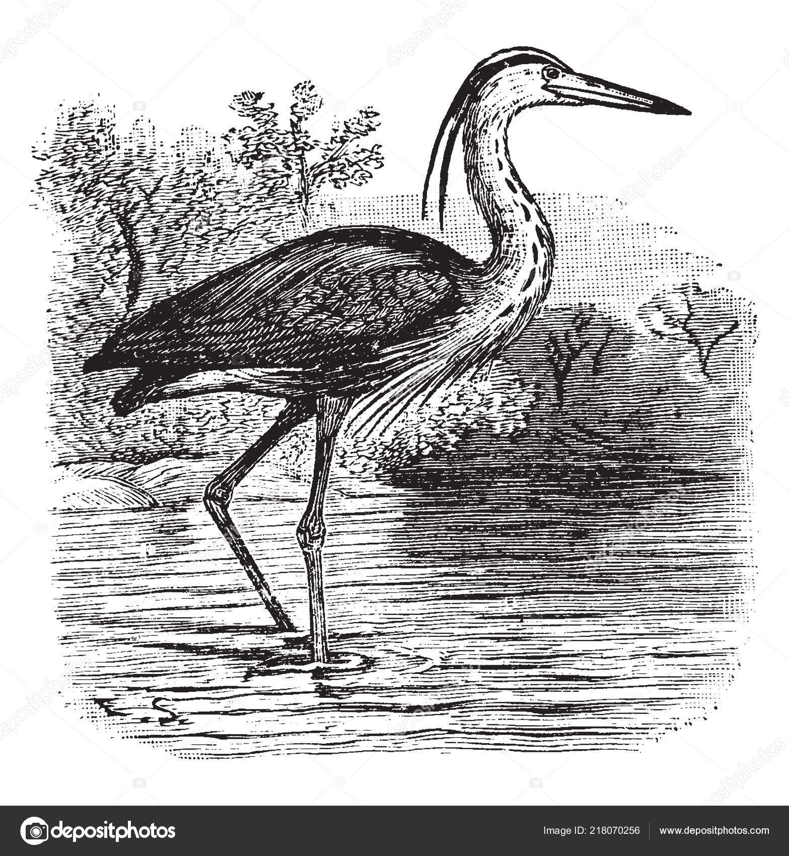 Great Blue Heron Flying Drawing