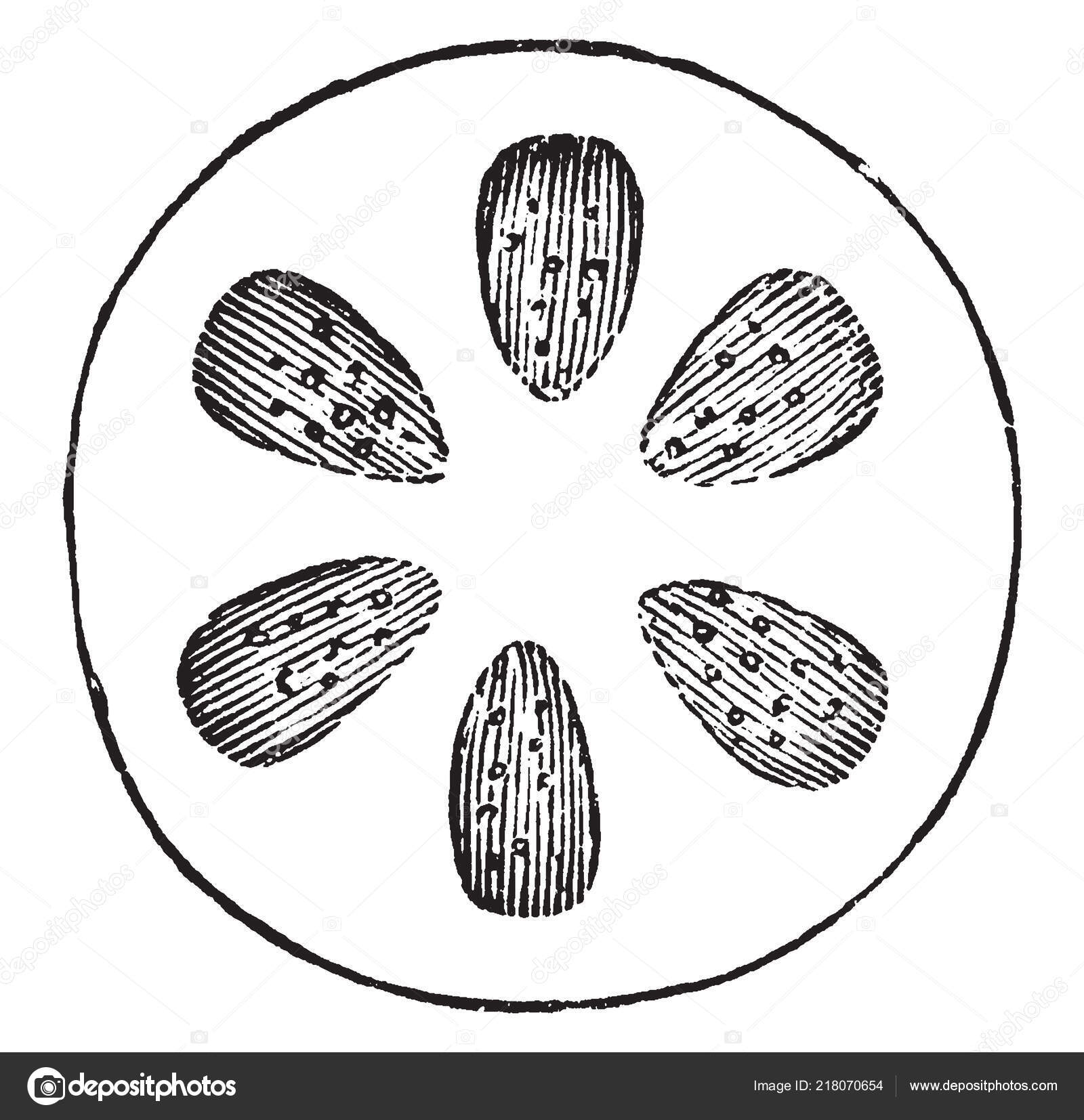 Diagram Showing Cross Section Stem Showing Six Annual Layers Wood Stock ...