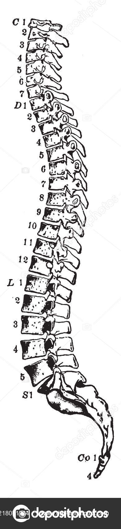 Illustration Represents Side View Spinal Column Vintage Line Drawing ...