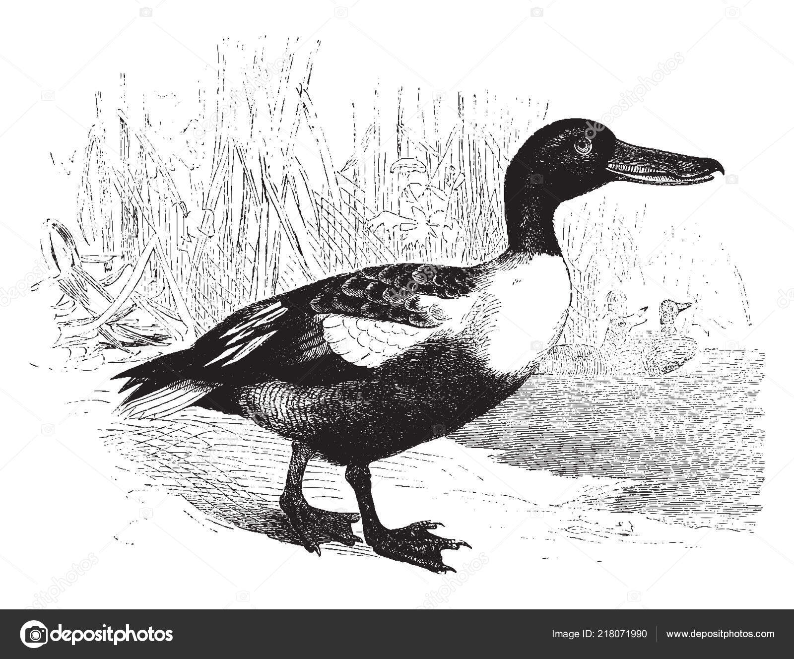 Northern Shoveler Common Widespread Duck Vintage Line Drawing Engraving ...