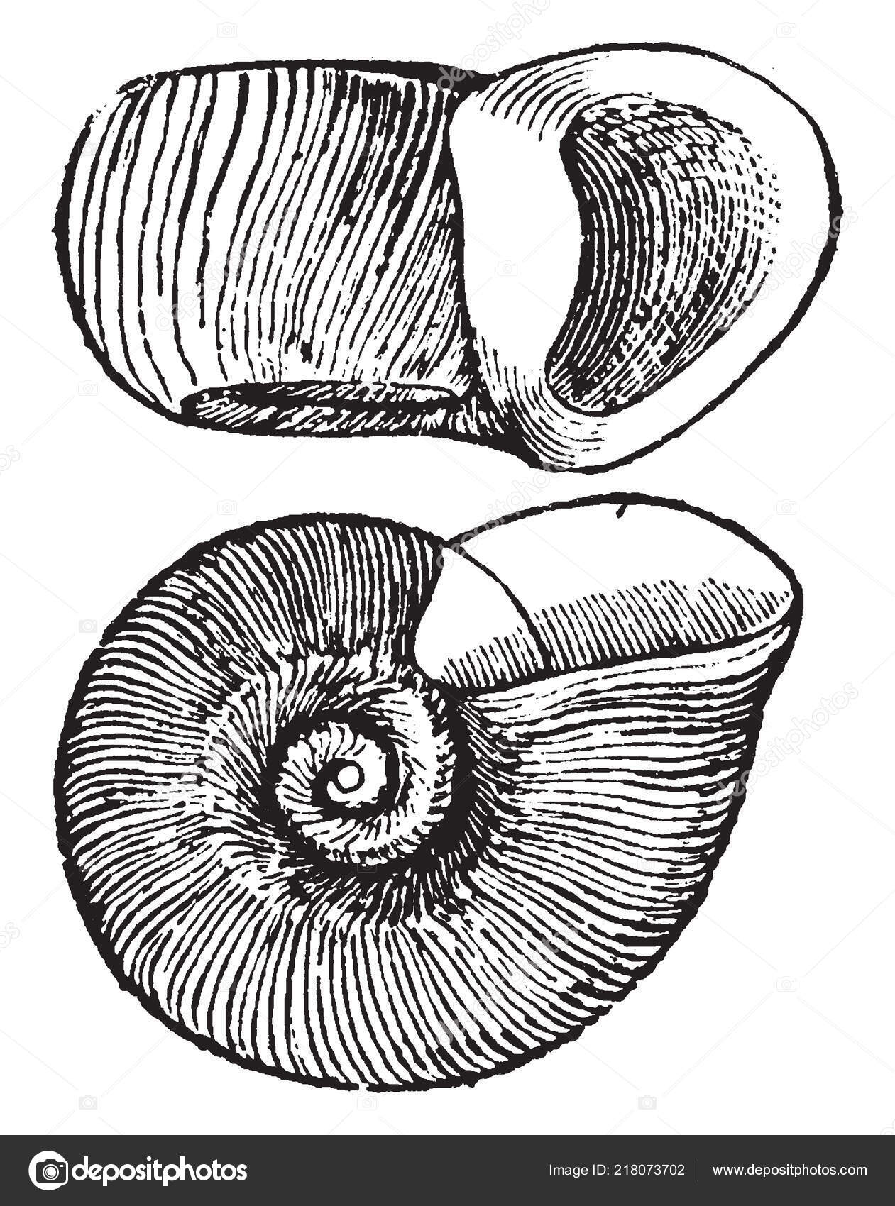 Planorbis Trivolvis Common Pond River Snail Vintage Line Drawing ...