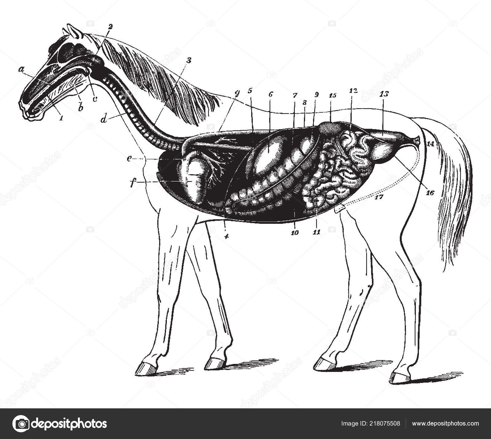 Digestive Apparatus Horse Which Digestive Complicated Factory Designed ...