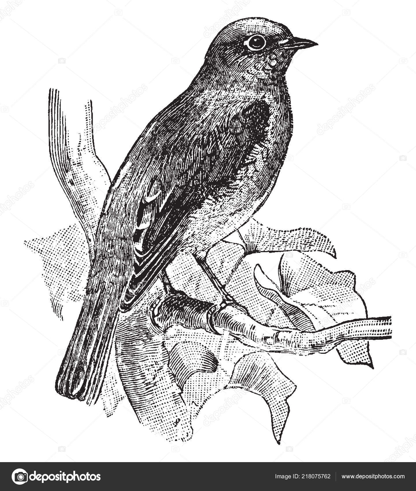 Eastern Bluebird Medium Sized Bird Turdidae Family Thrushes Vintage ...