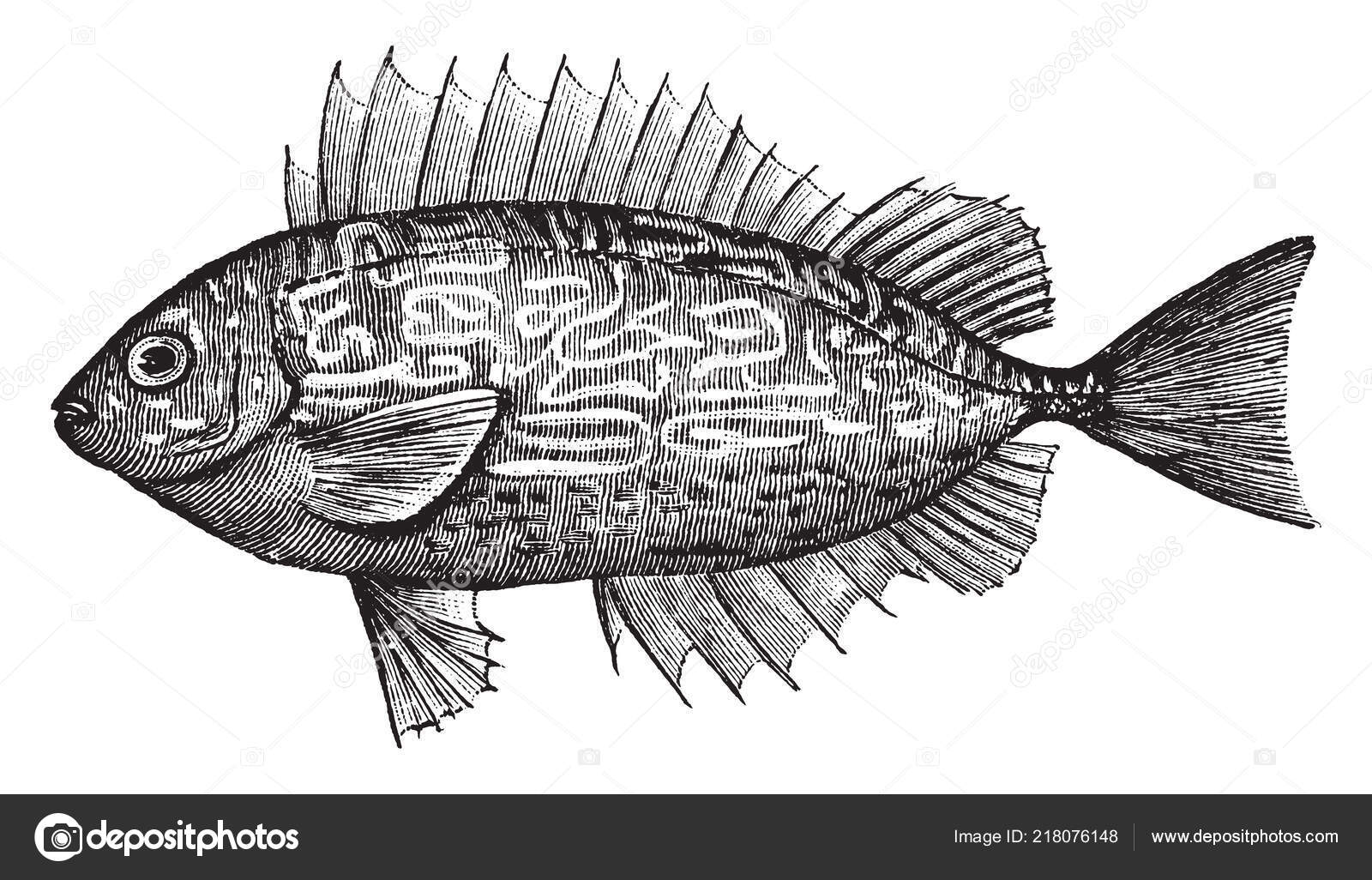 Spiny Rabbitfish Perciform Fish Siganidae Family Spinefoots Vintage ...