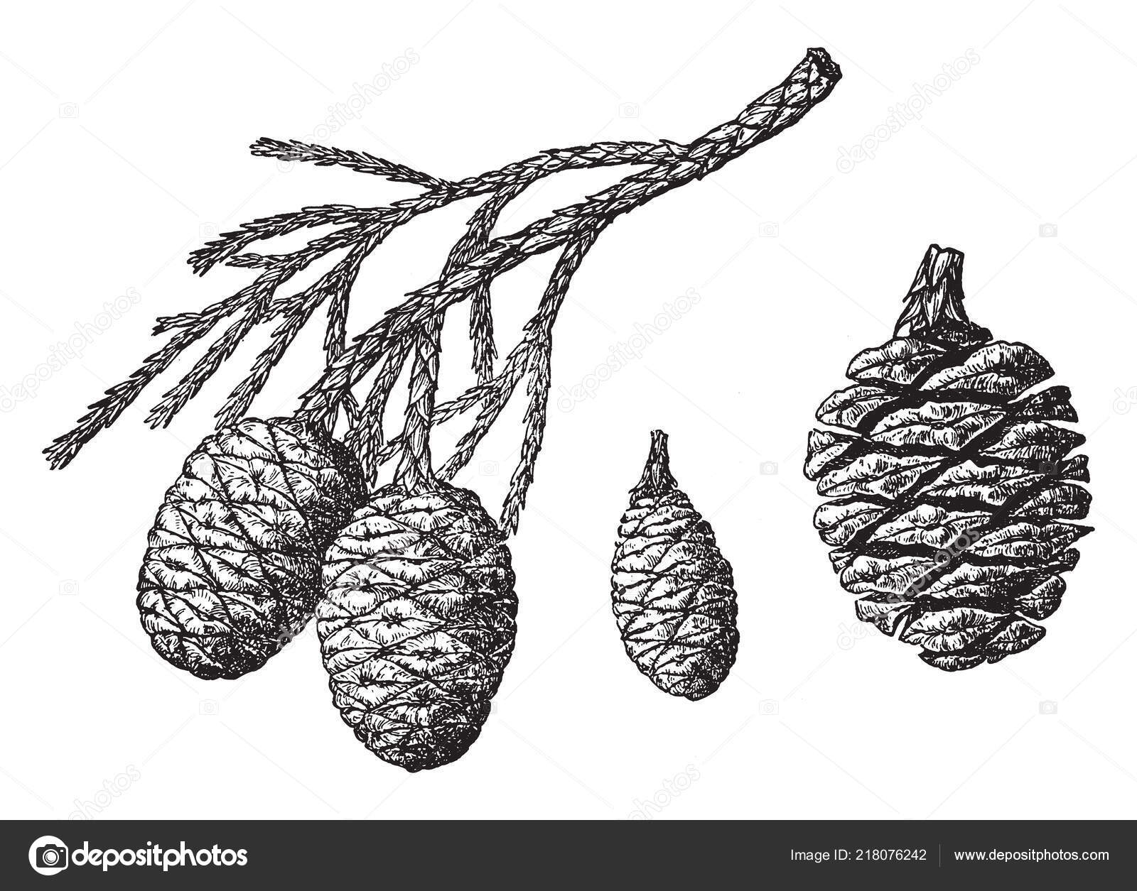 Sequoiadendron Giganteum Illustration