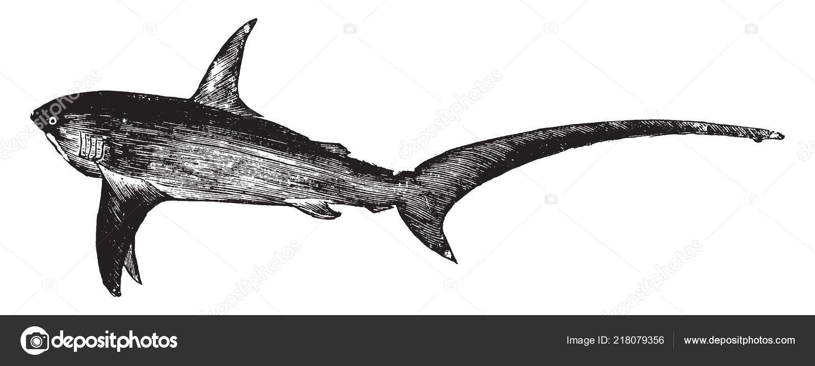 Thresher Shark Twelve Eighteen Feet Long Vintage Line Drawing Engraving ...