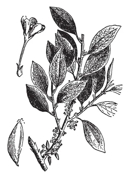 30,558,495 芳香的灌木 Vector Images | Depositphotos