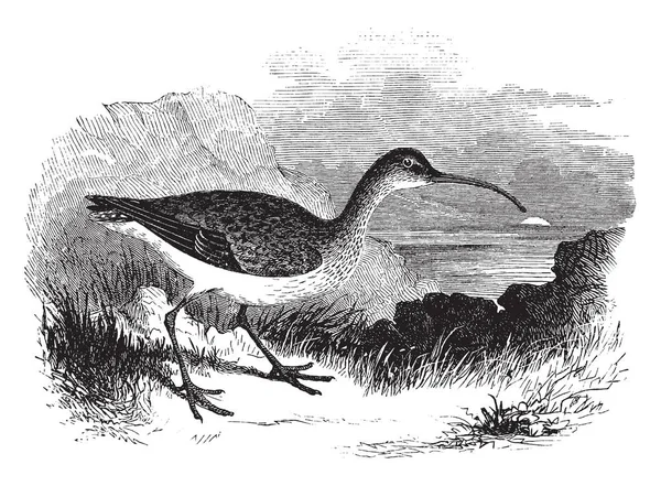 Crayfish Vintage Engraved Illustration Vie Dans Nature 1890 — Stock ...