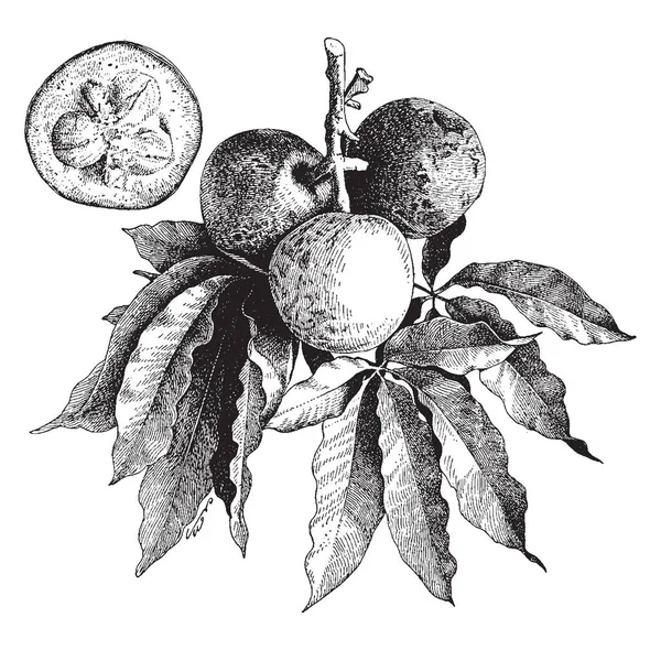 Creamy texture Vector Art Stock Images | Depositphotos