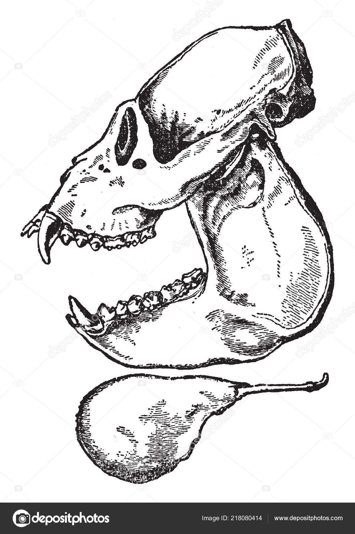 Side View Howler Monkey Have Four Sharp Canines Long Teeth Stock Vector ...