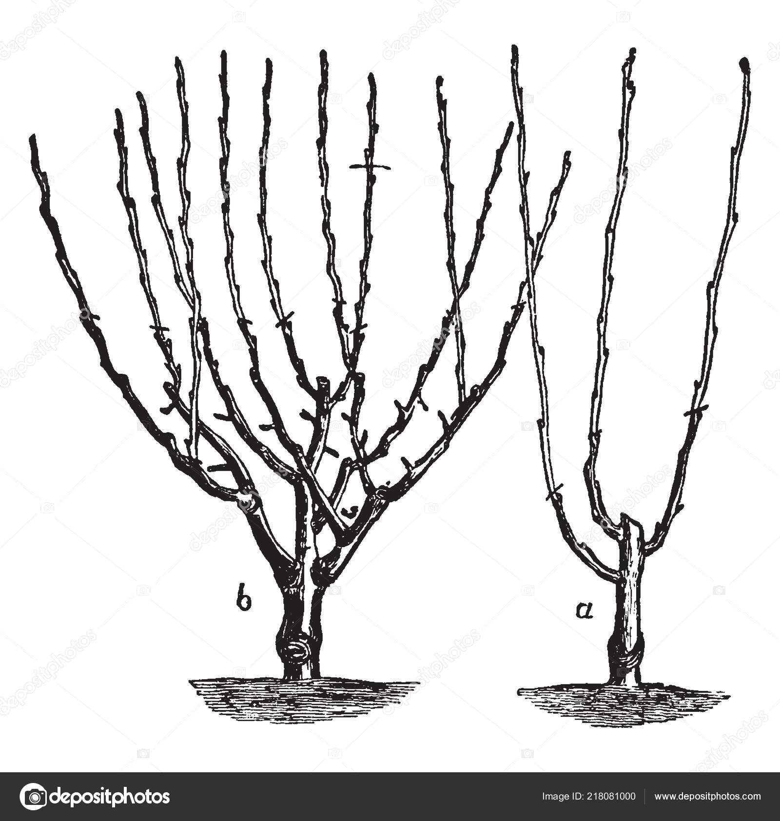 Illustration Represents Procedure Dwarf Tree Pruning Vintage Line ...