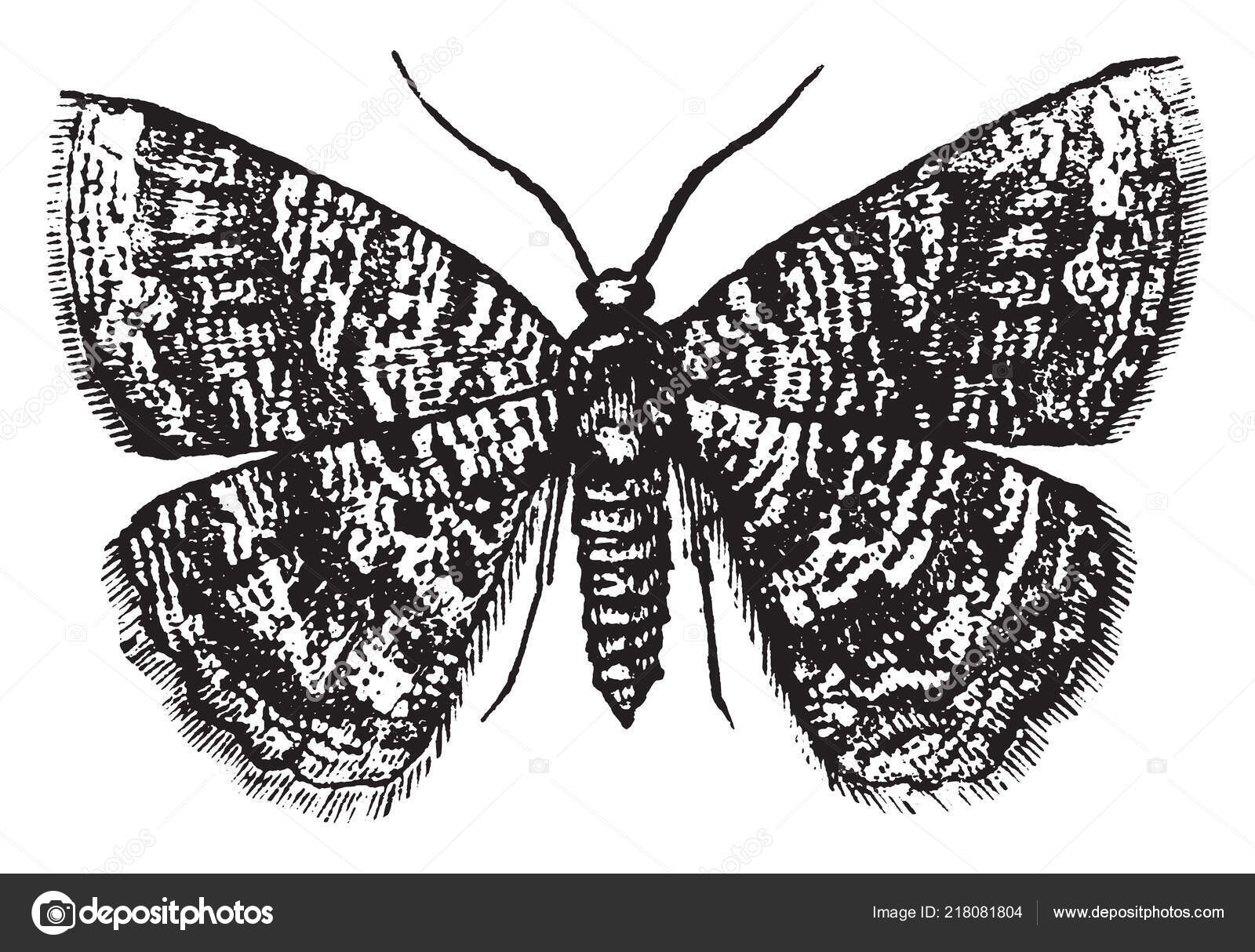 Female Geometer Moth Which Species Geometridae Family Geometer Moths ...