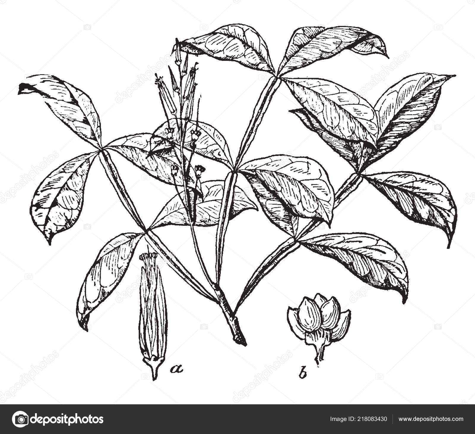 Picture Shows Quassia Amara Plants Used Insecticide Traditional ...