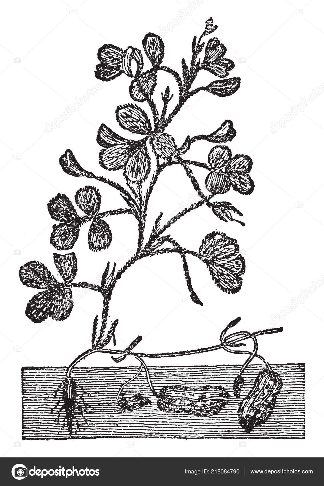 Peanut Plant Has Procumbent Stems Grows Tall Tubular Parted Flowers ...