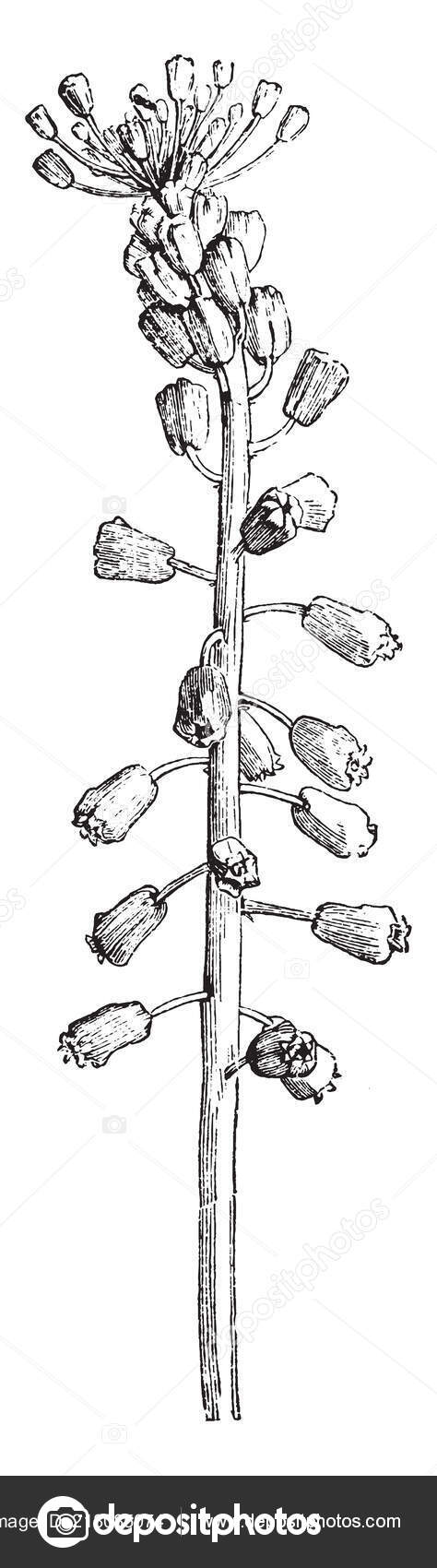 Flower Cluster Muscari Comosum Native South East Europe Turkey Vintage ...