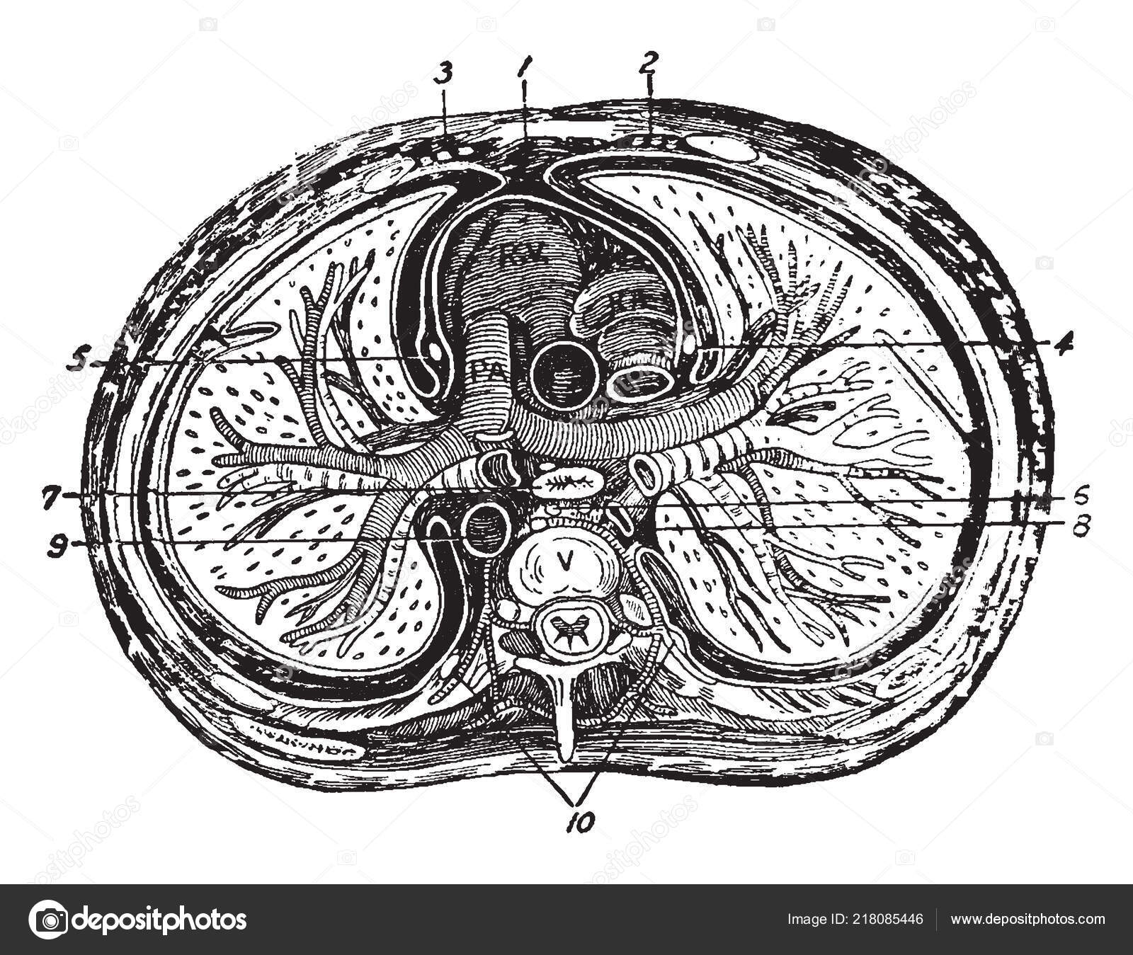 Sección Transversal Del Tórax Dibujo Línea Vintage Ilustración Grabado ...