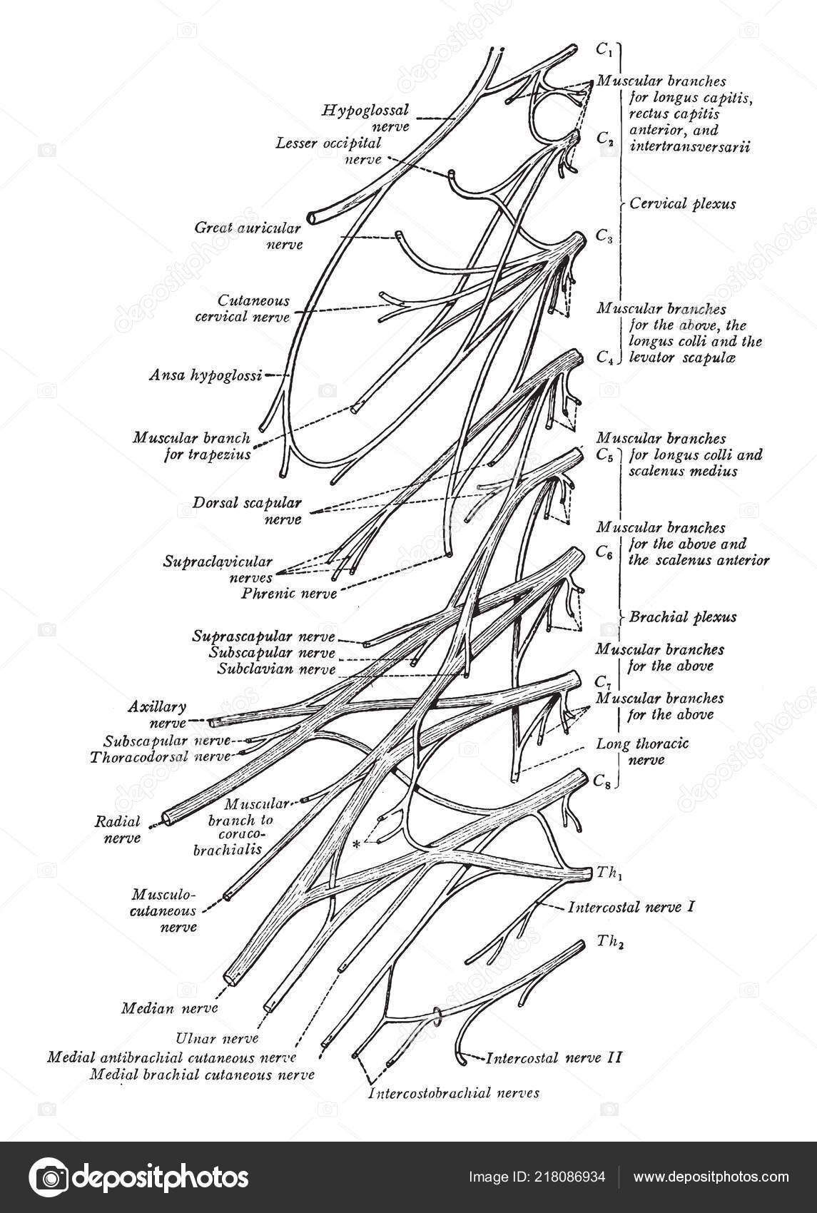 Illustration Represents Lumbosacral Plexus Vintage Line Drawing ...