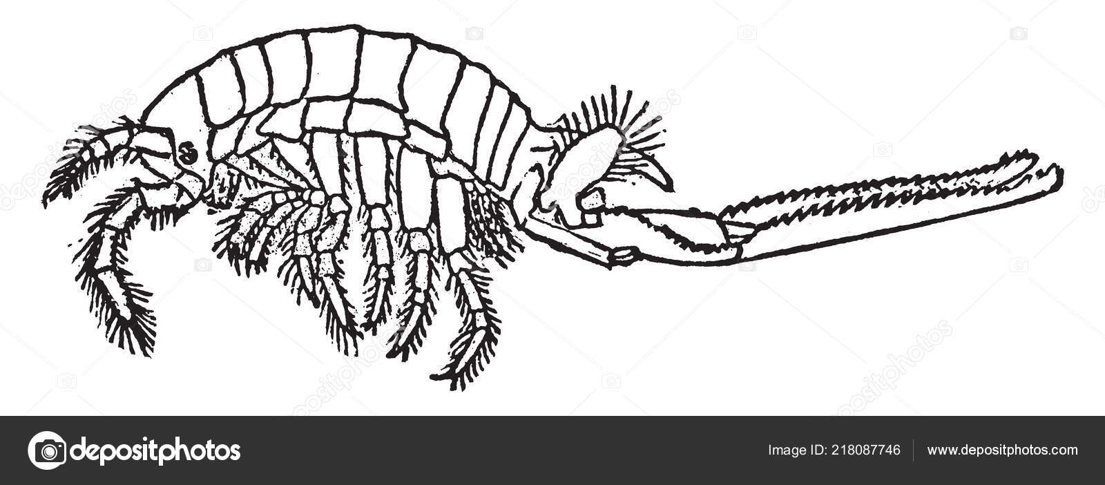 Chelophora Genus Amphipod Crustaceans Vintage Line Drawing Engraving ...