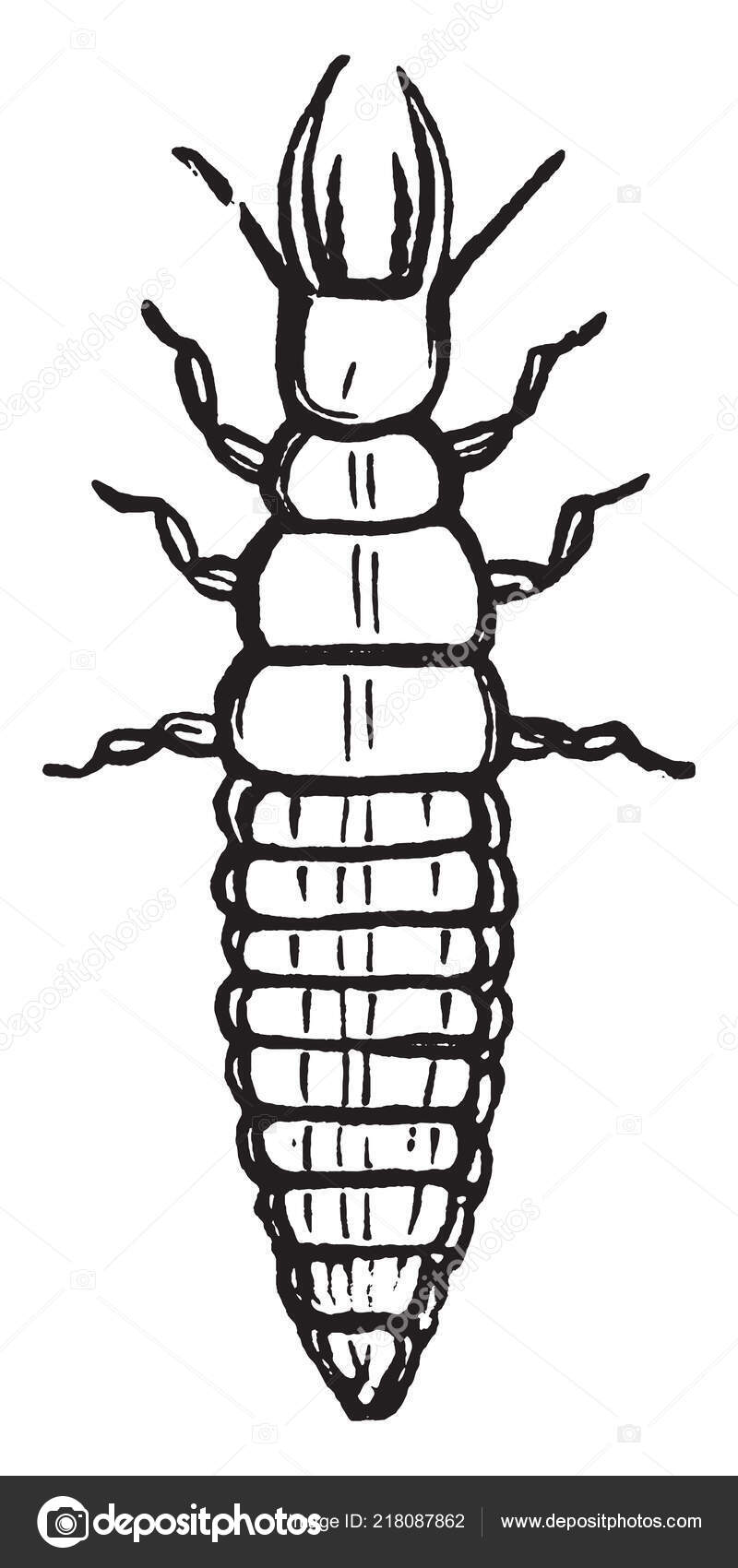 Larva Segunda Etapa Mosca Del Ala Encaje Dibujo Línea Vintage Vector de ...