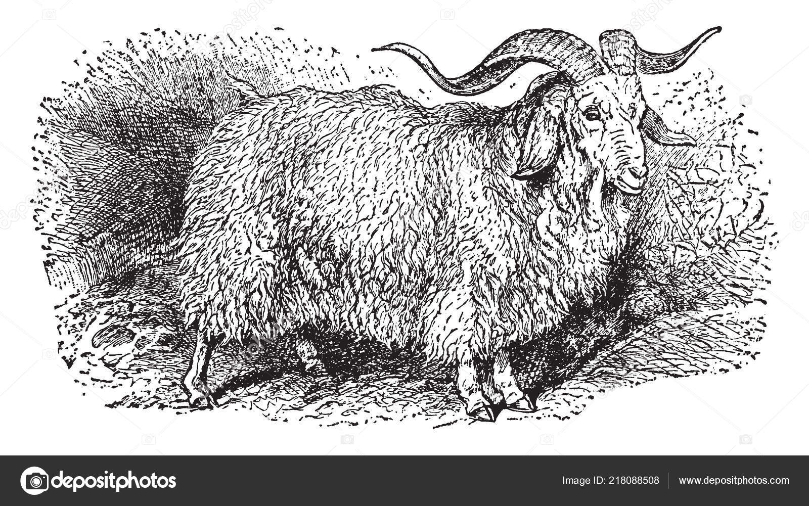 Angora Goat Breed Domesticated Goat Named Ankara Vintage Line Drawing ...