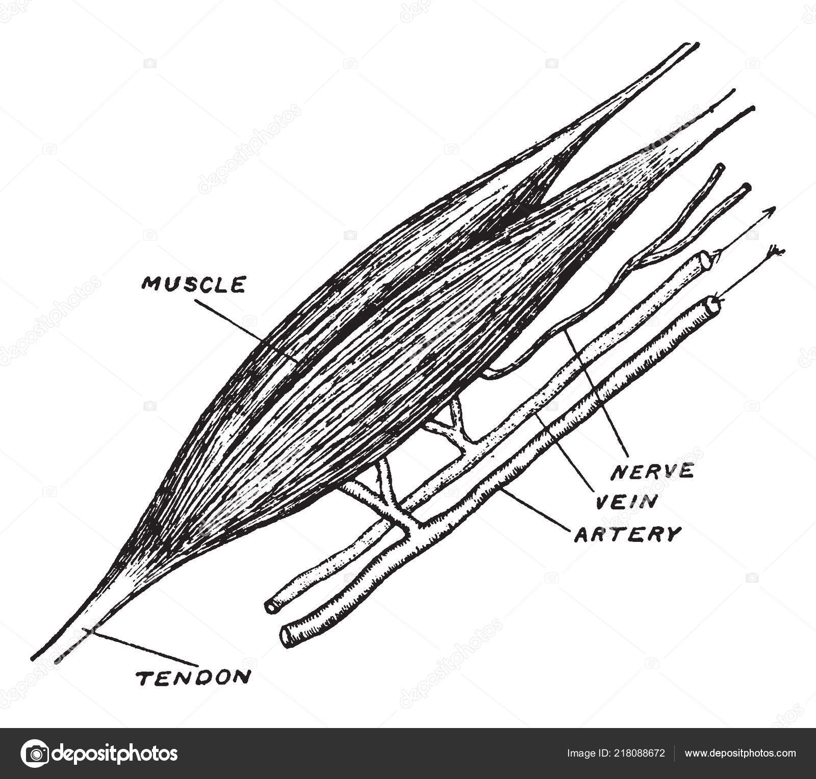 Illustration Represents Bicep Muscle Vintage Line Drawing Engraving ...