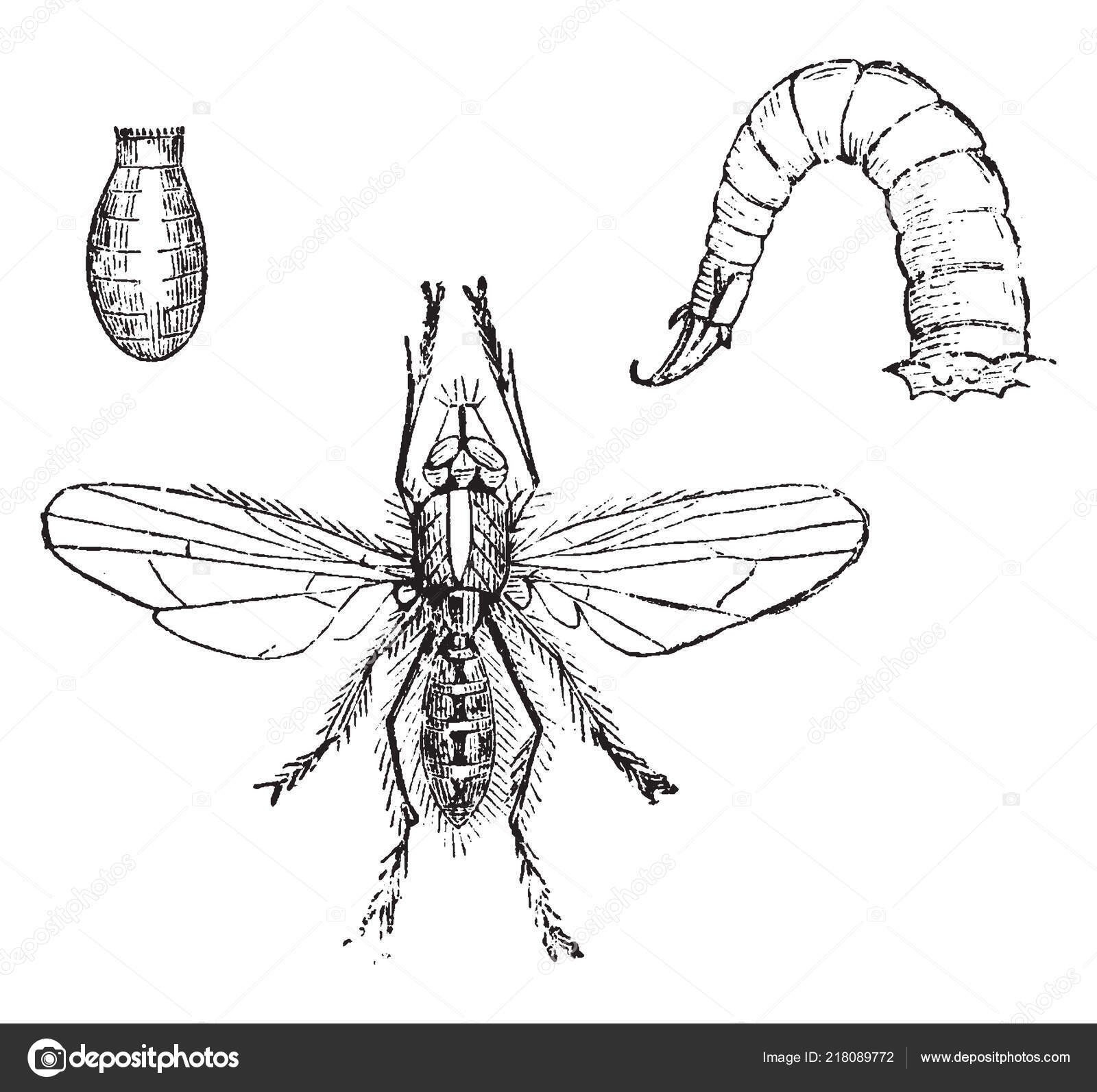 Larva Chrysalis Onion Fly Maggots Footless Grubs Vintage Line Drawing ...
