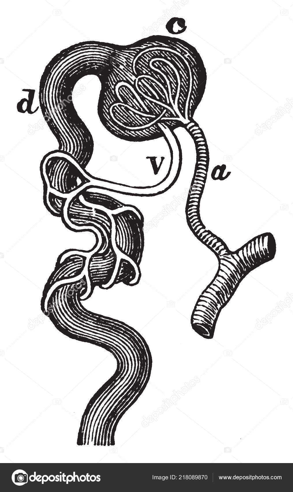 Illustration Represents Minute Structure Kidney Vintage Line Drawing ...