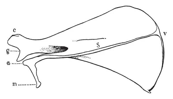 32 Acromion Vector Images, Acromion Illustrations | Depositphotos