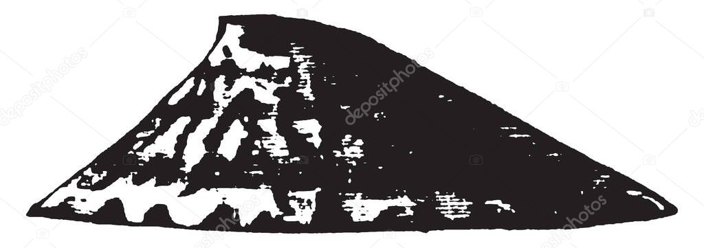 61 Limpet Vector Images | Depositphotos