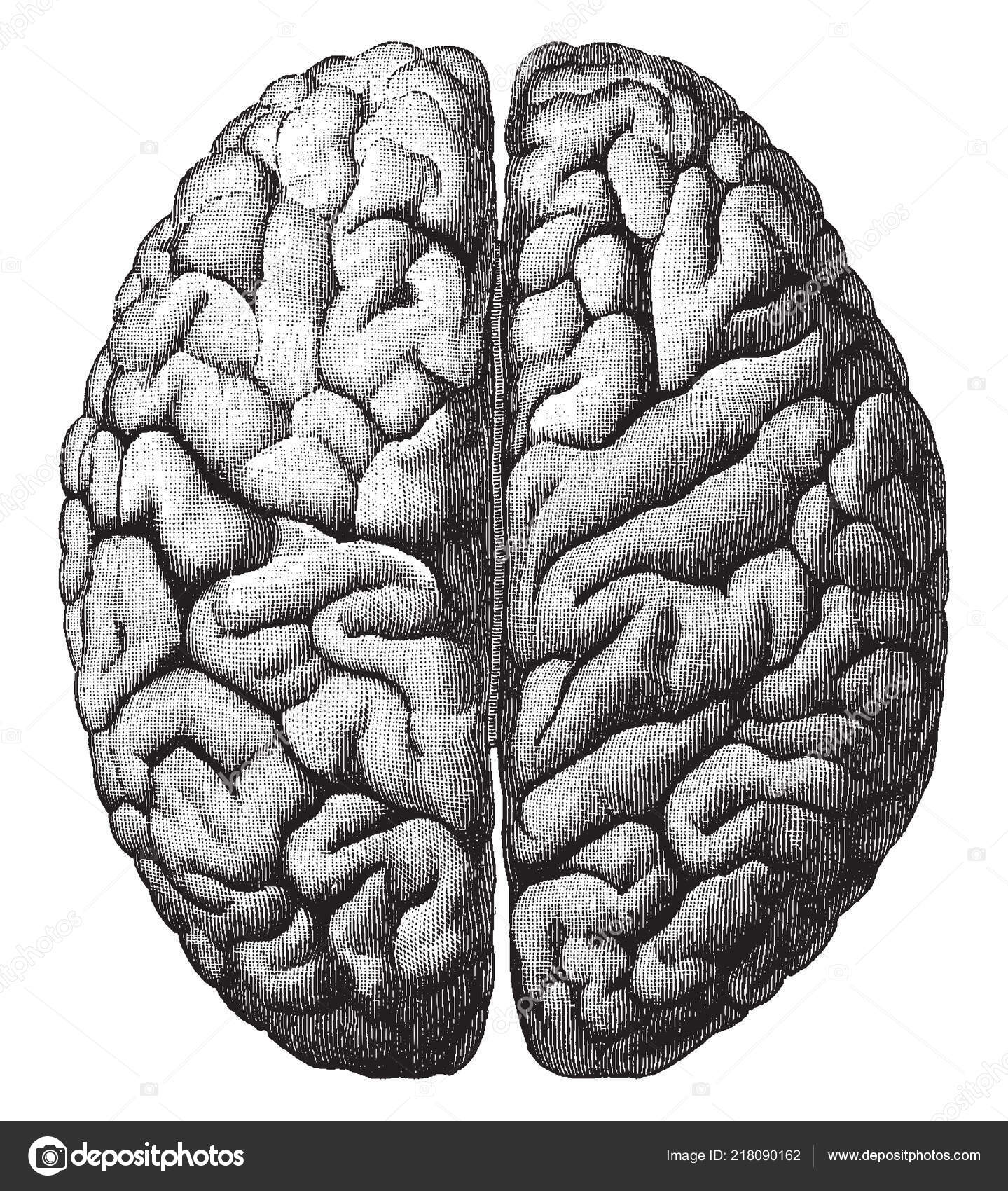 Upper Surface Cerebrum Showing Its Division Two Hemispheres Also ...