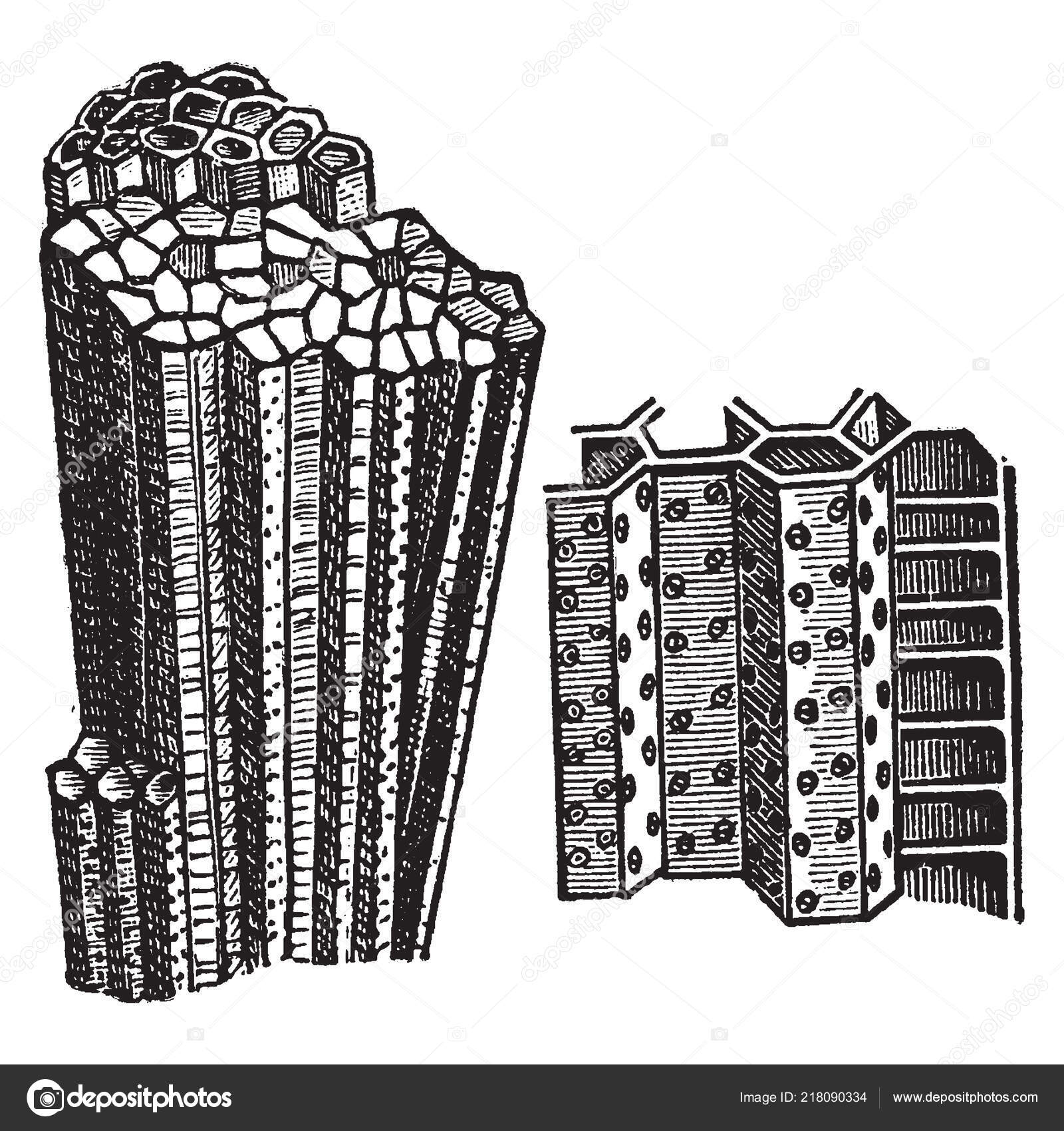 Compound Coral Which Important Limestone Builder Palaeozoic Vintage ...