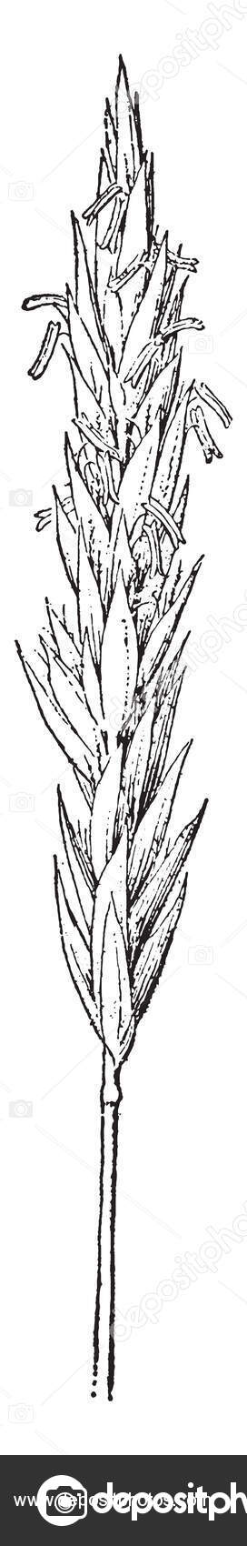 Grass Known Sweet Calf Because Sweet Flavoured Taste Vintage Line Stock ...