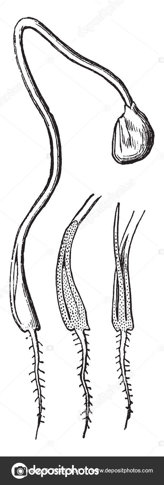 Picture Showing Advanced Onion Germinating Chink Base Cotyledon Opening ...