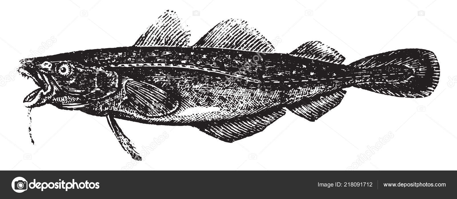 Atlantic Cod Vintage Engraved Illustration Natural History Animals 1880 ...