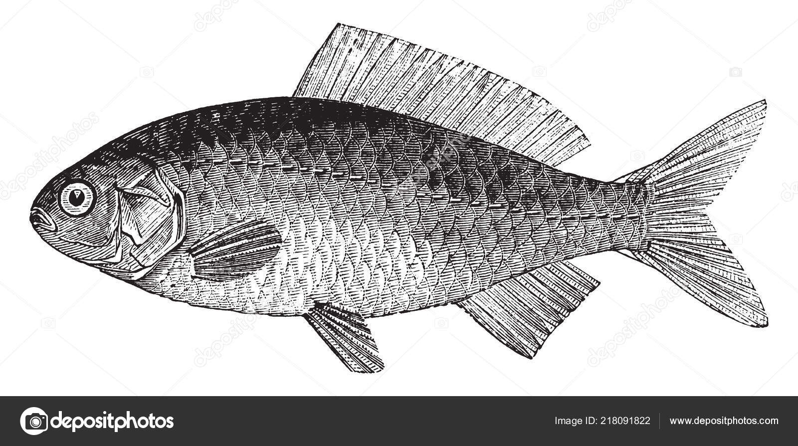 Gold Carp Freshwater Fish Family Cyprinidae Vintage Line Drawing ...