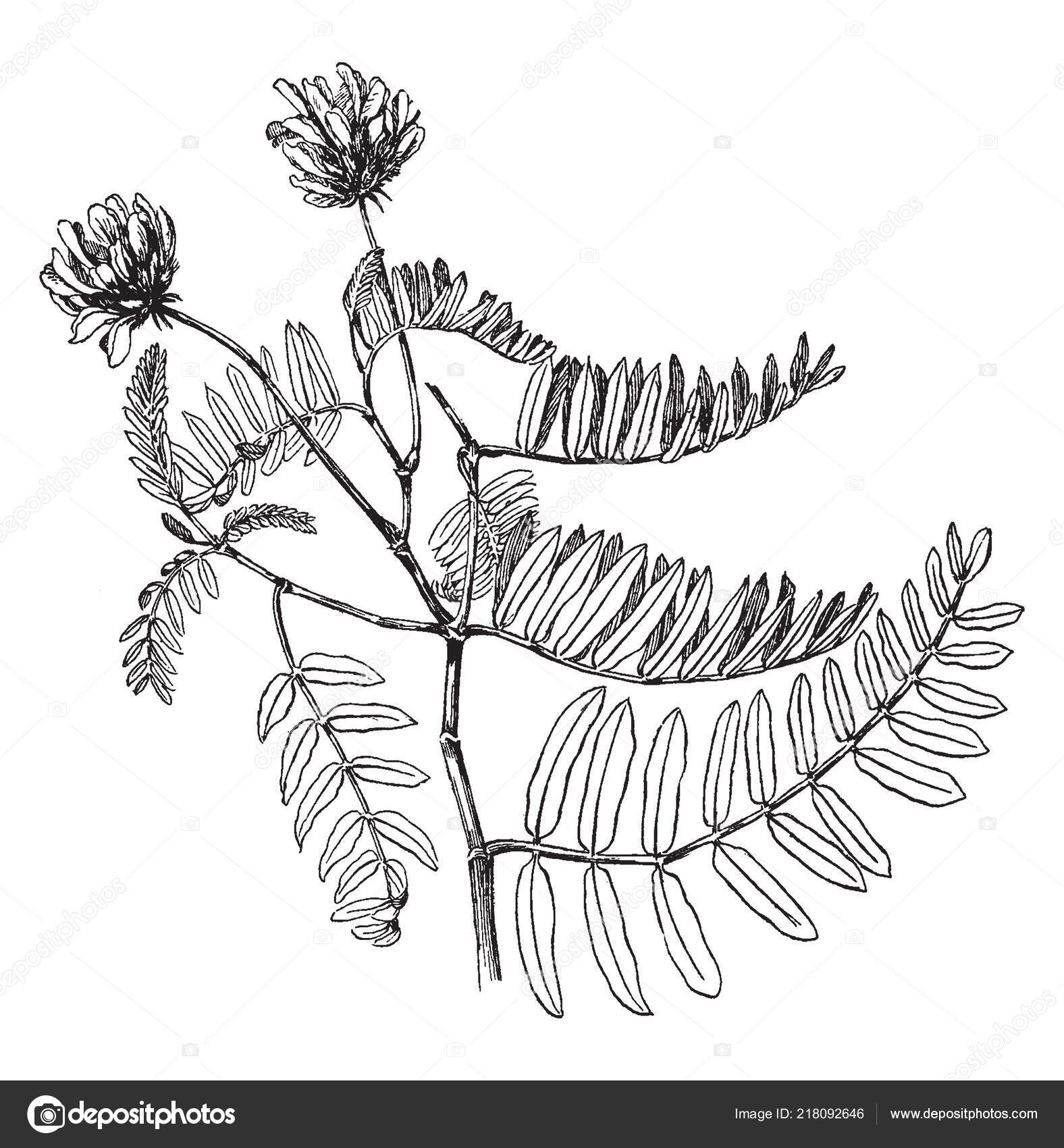 Astragalus Adsirgens Flower Dense Flower Cluster Wide Leaves Compound ...