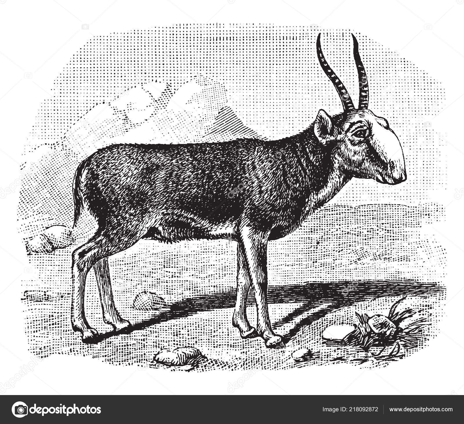 Saiga Antelope Skull