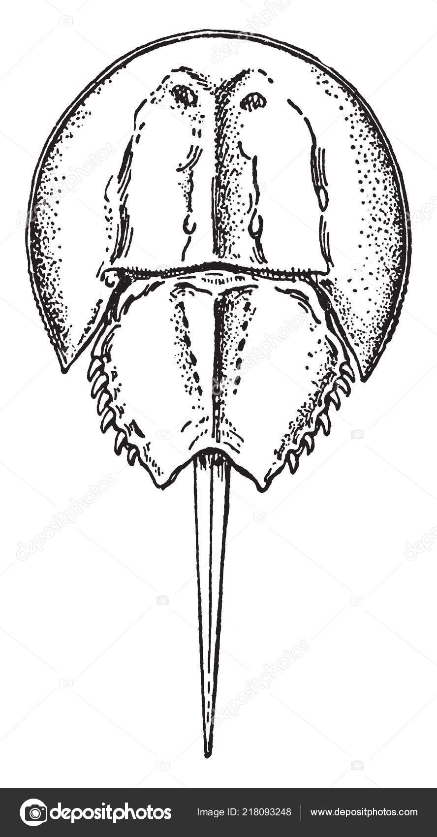 Limulus Polyphemus Marine Chelicerate Arthropod Vintage Line Drawing ...