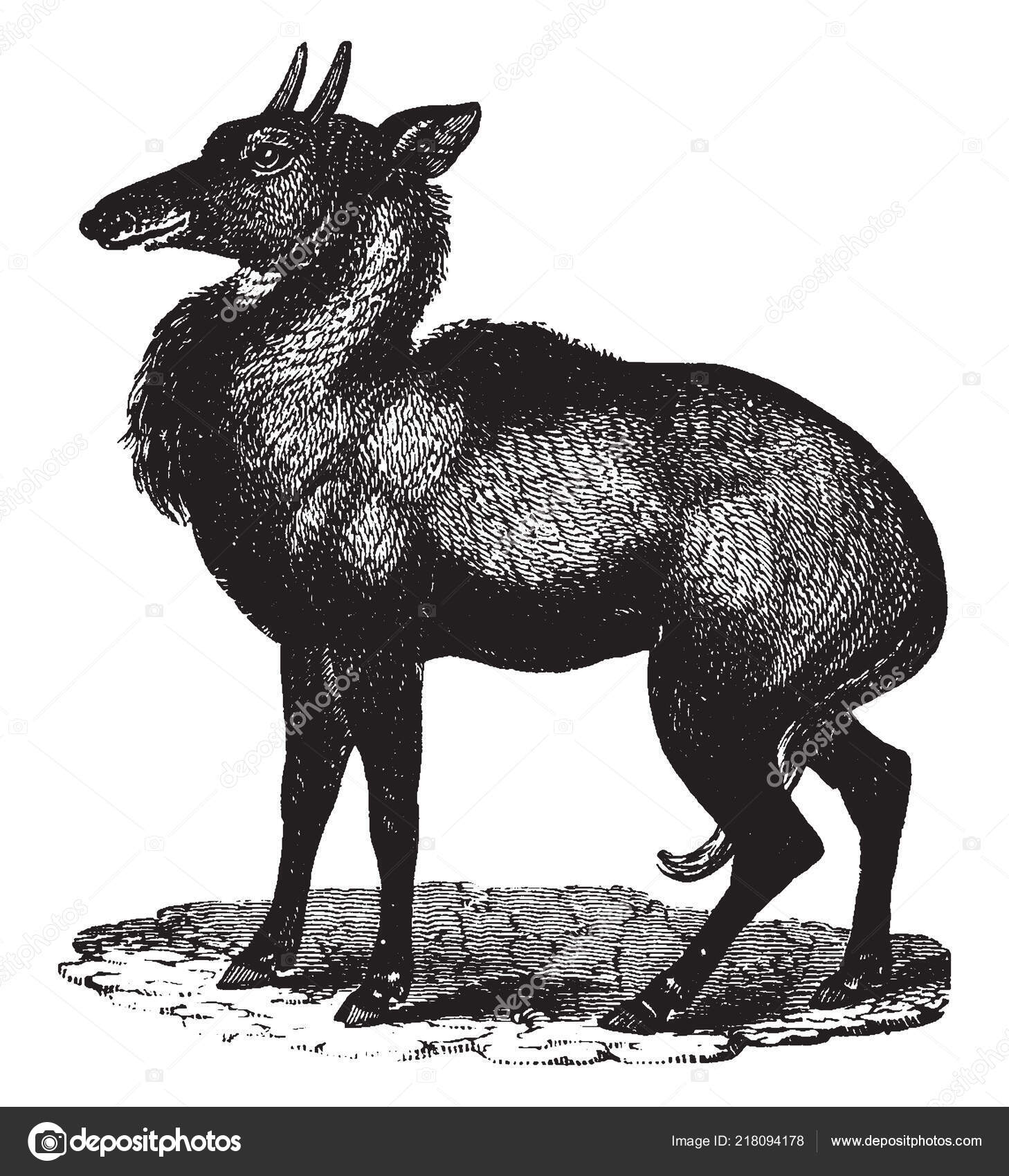 Nil Ghau Which Also Known Blue Antilope Vintage Line Drawing Stock ...