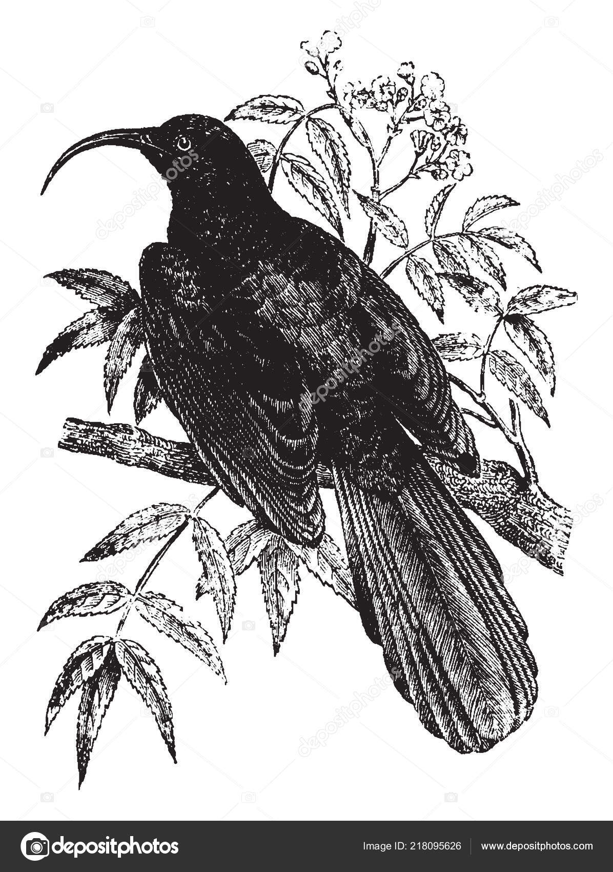 Namaqua Bee Eater Which Native Western Africa Its Diet Consists Stock ...